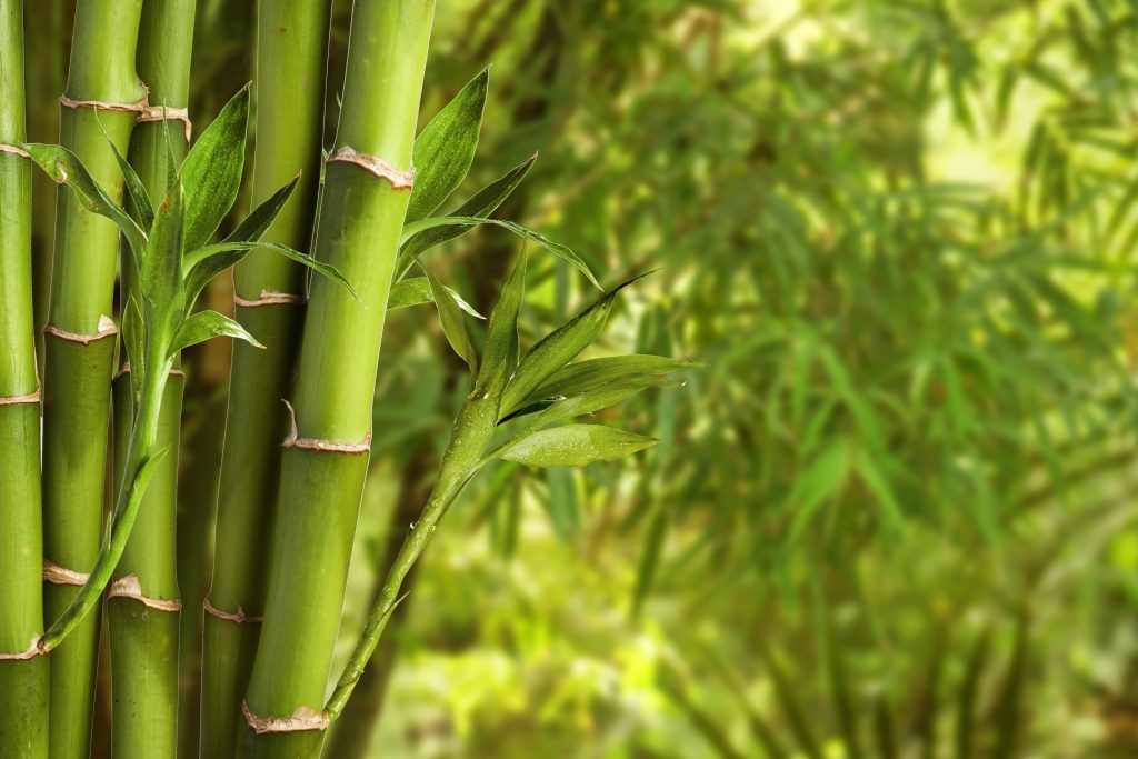 Bamboo: The Green Miracle Material You Didn’t Know You Needed